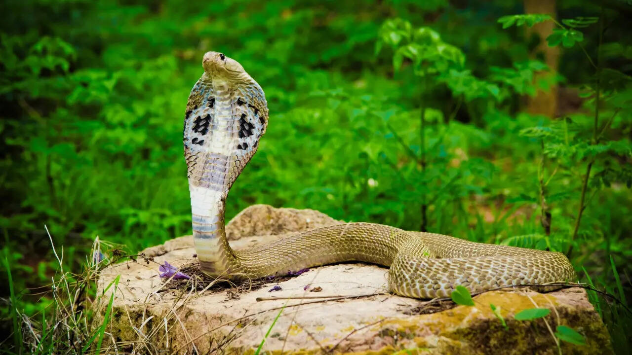 5 snake species in India that are every wildlife photographer's dream