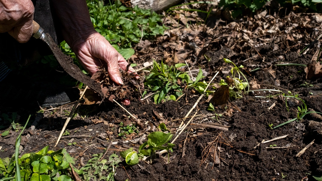 Natural methods for effective weed control