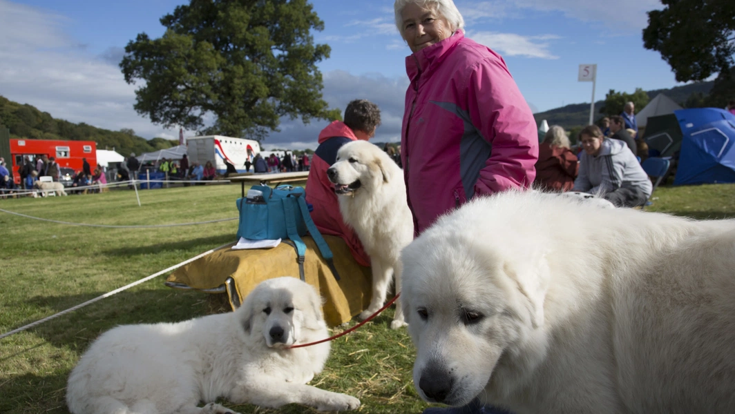13 loyal and protective dog breeds