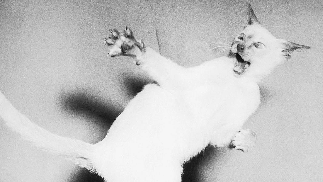 10 signs your cat may be upset