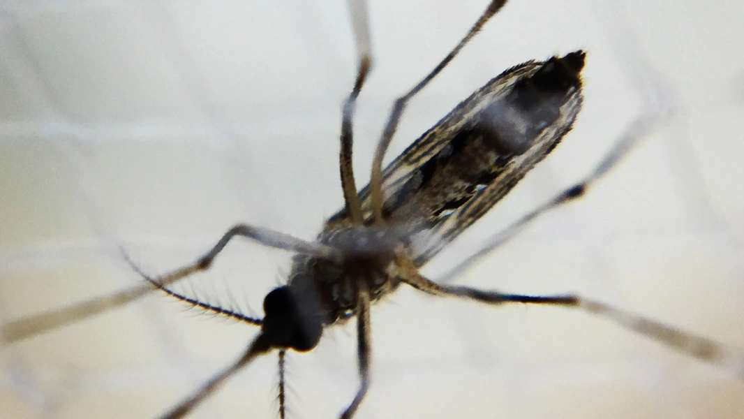 Google's Wolbachia mosquito control strategy