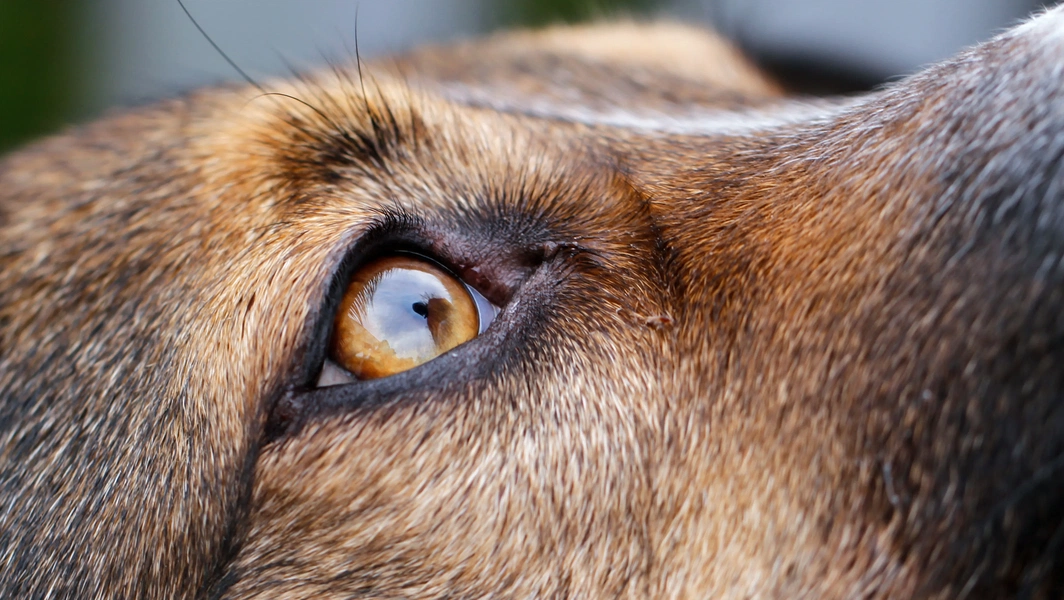 Understanding canine emotions through body language