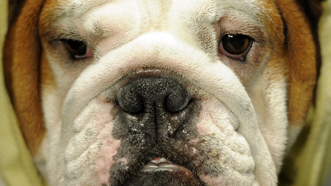 Understanding canine emotions through body language