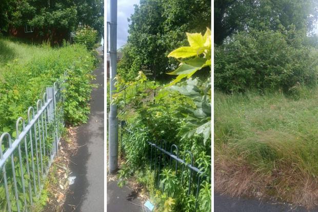 Residents bemoan 'appalling' uncut and long grass across borough