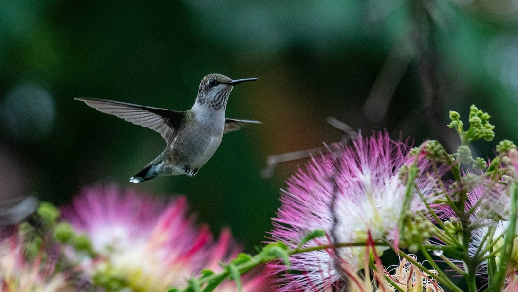 4 hanging basket plants that attract hummingbirds