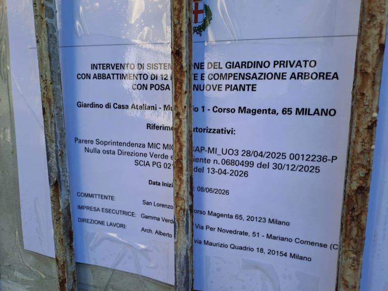 Tagliati 12 alberi: "Ma in arrivo 16 nuove piante"
