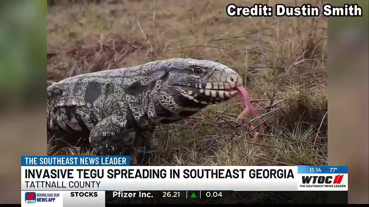 Uptick in invasive tegu lizards reported in southeast Georgia, DNR says