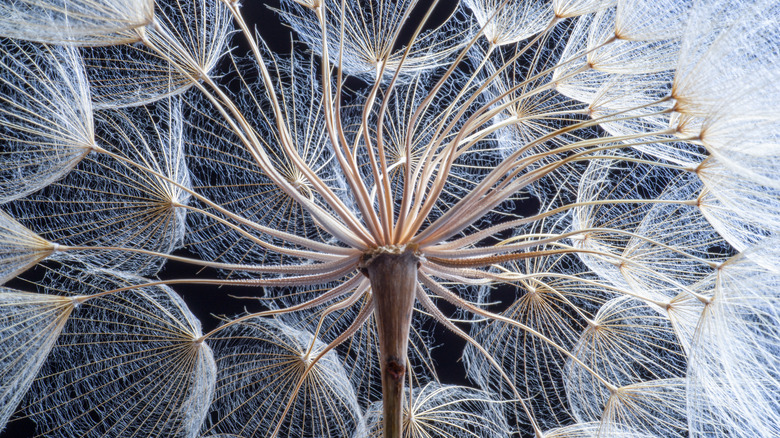 What is a macro lens, and how do you use one?