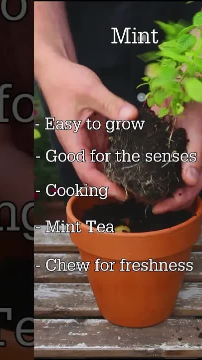 Turn your balcony into a garden – and grow something for you #themirror ...