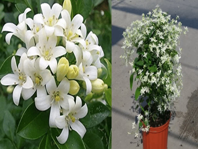Numerology lucky plants: Find out which plant is lucky for you based on ...