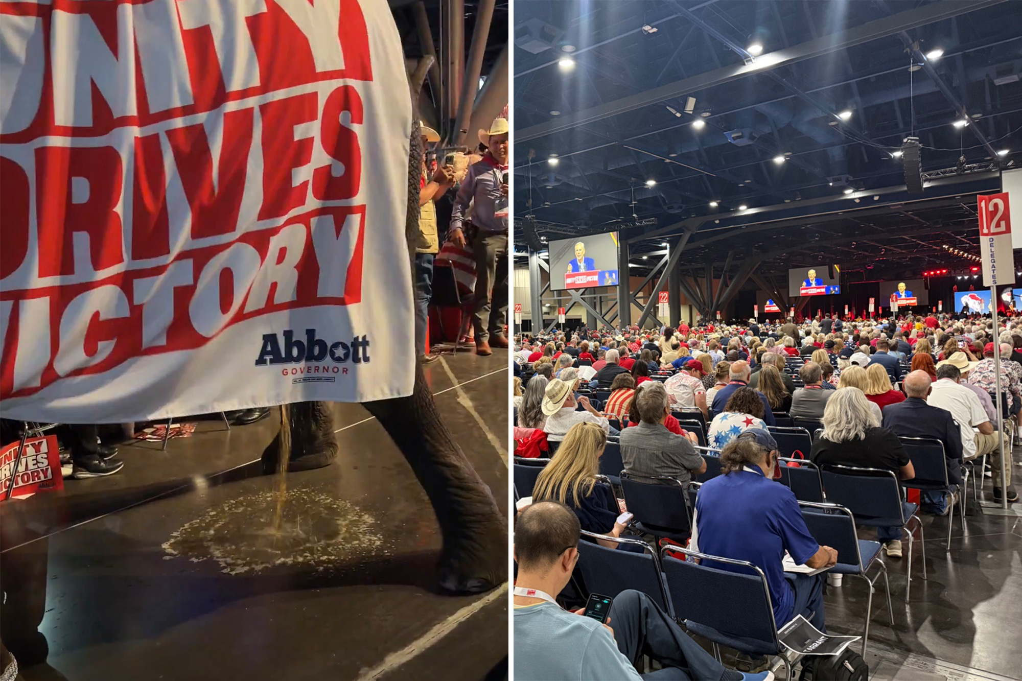 Elephant takes a massive leak at the Texas GOP convention: 'Oh, shoot!'