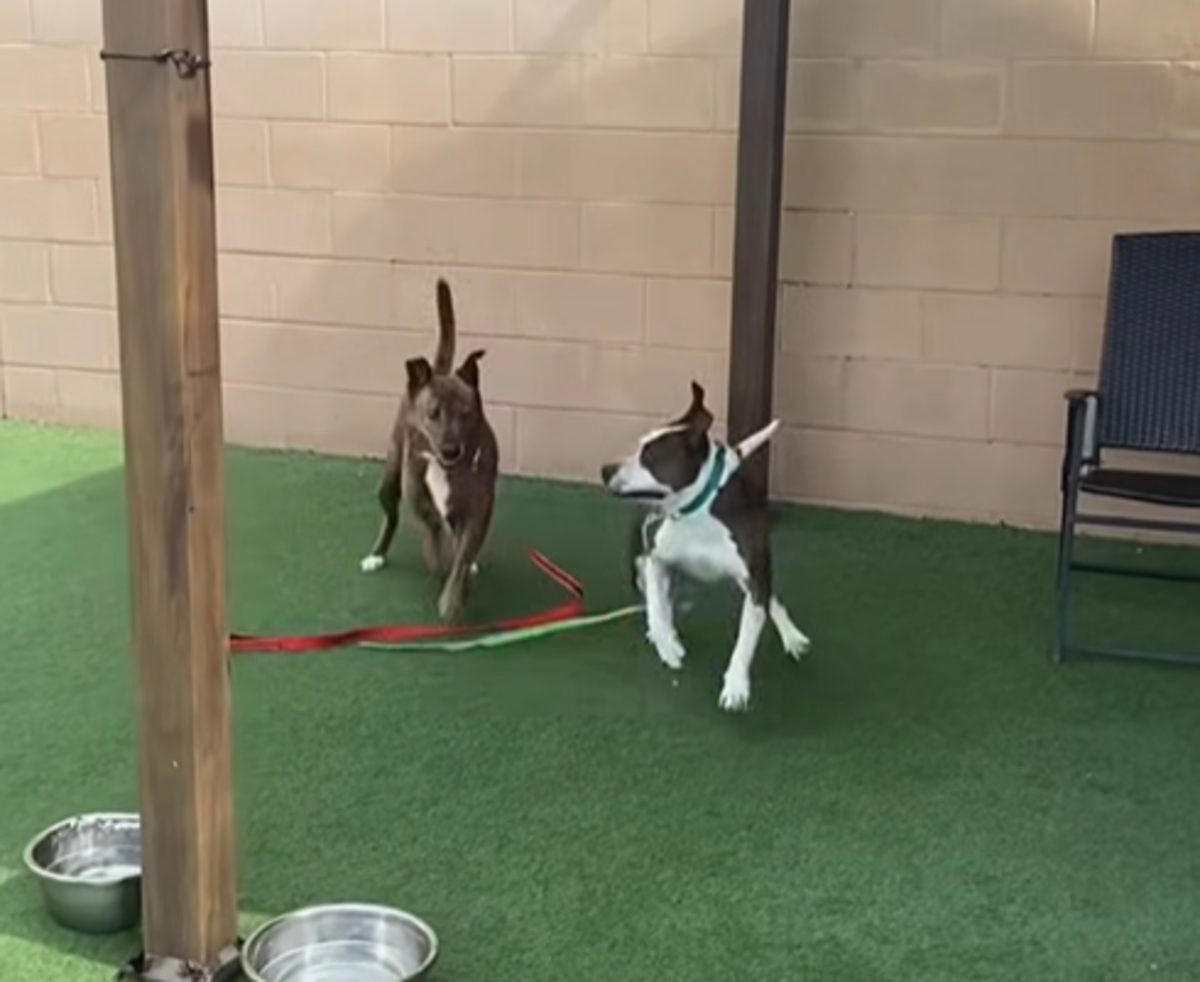 Shelter dogs 'become best buds' as they wait over 100 days for homes in ...