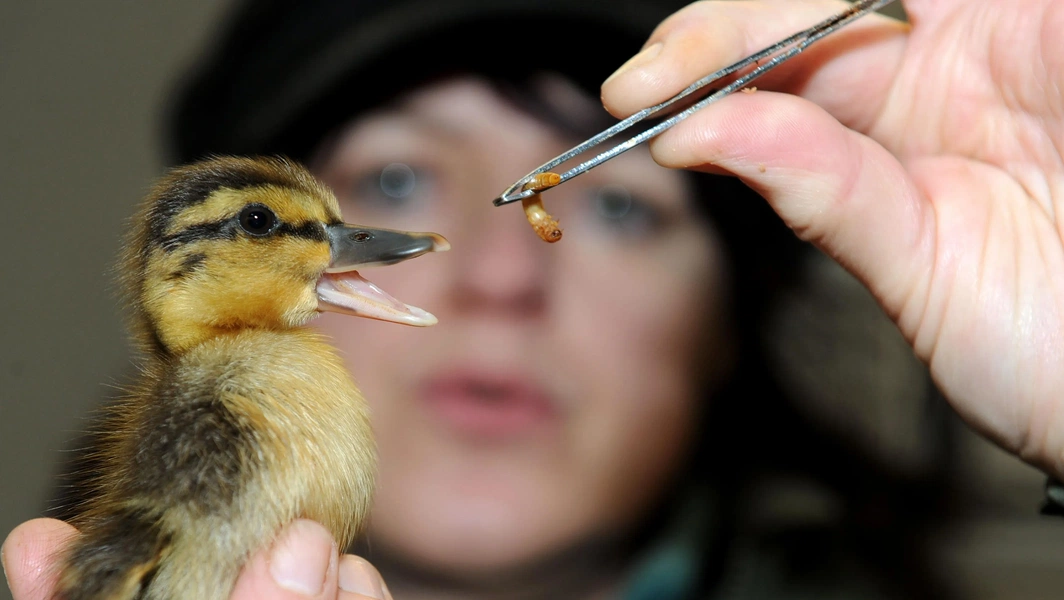 9 heartwarming and uplifting animal stories