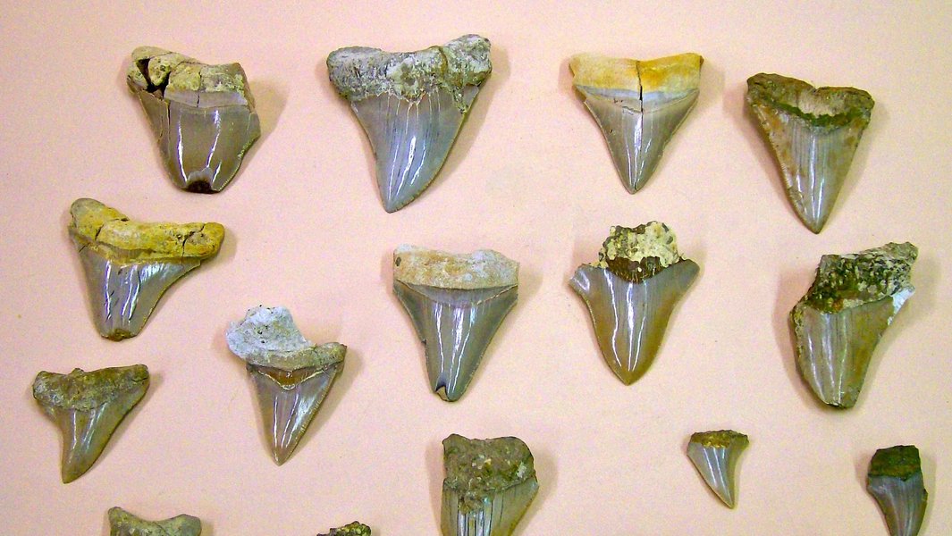 5 apex predators that ruled ancient seas