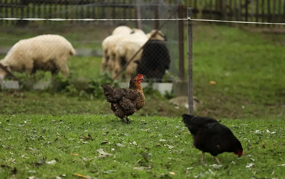 Backyard chicken coop ideas for happy hens