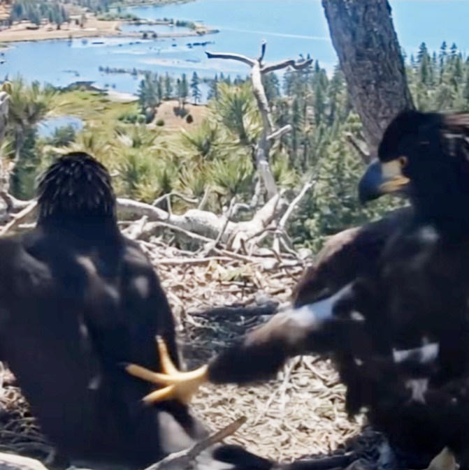 Big Bear bald eagle chicks growing fast as they prepare for major milestone