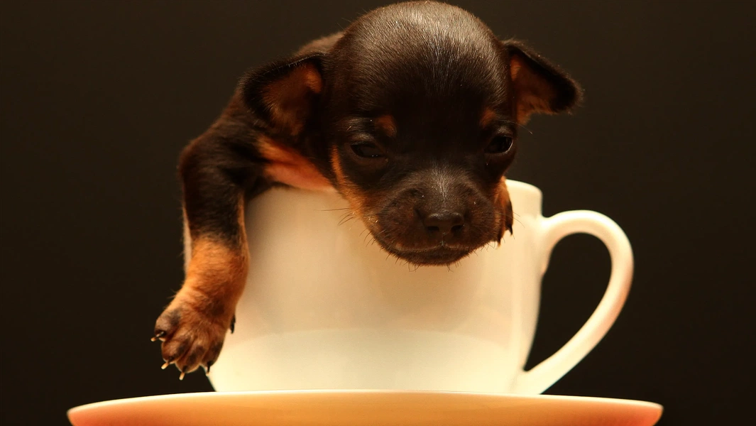 14 small dog breeds and their unique characteristics