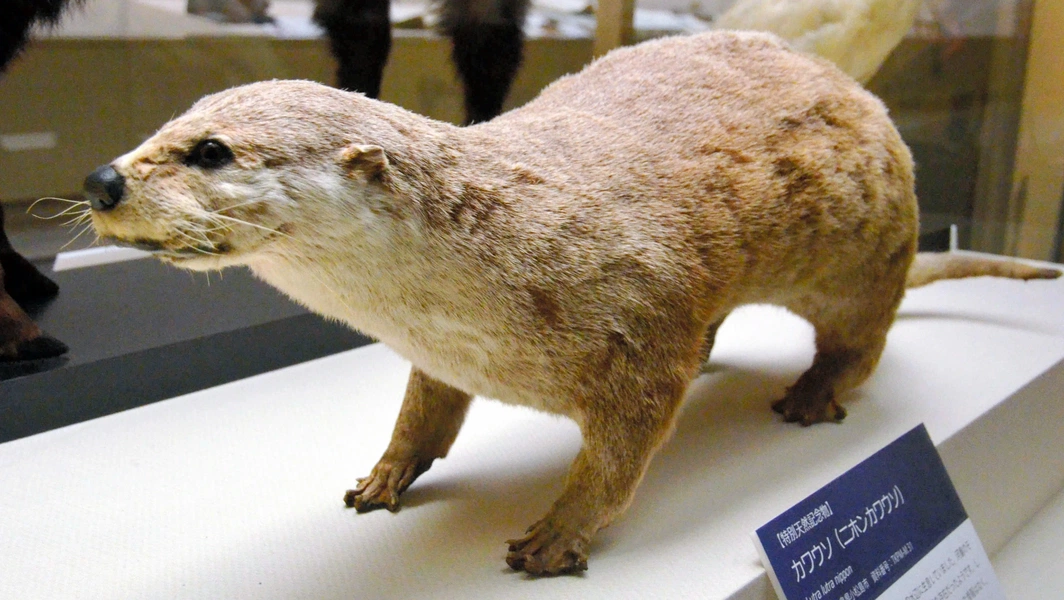 The Japanese river otter: Life, decline, and cultural legacy