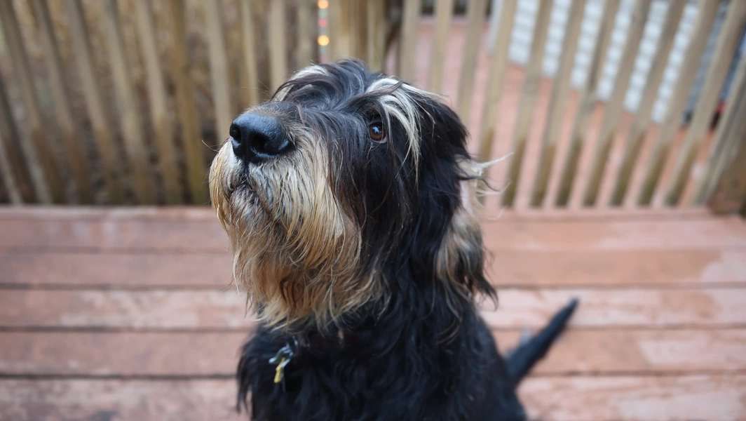 8 rare and endangered dog breeds worldwide