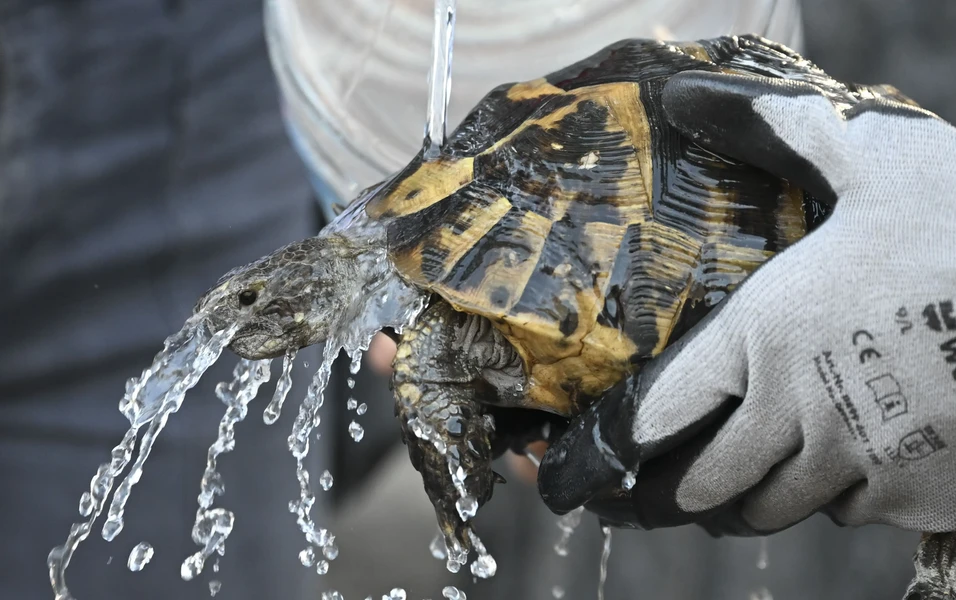 Baby tortoise survives blaze as zoo found unlicensed