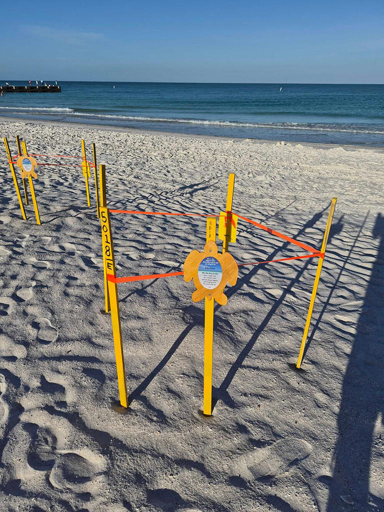 Sea turtle nesting steady on Anna Maria Island as monitors prepare for ...
