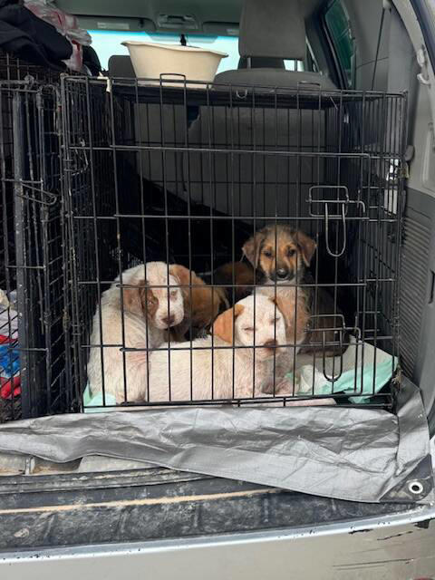 Puppy stops car and leads rescuer to his siblings living on an ...