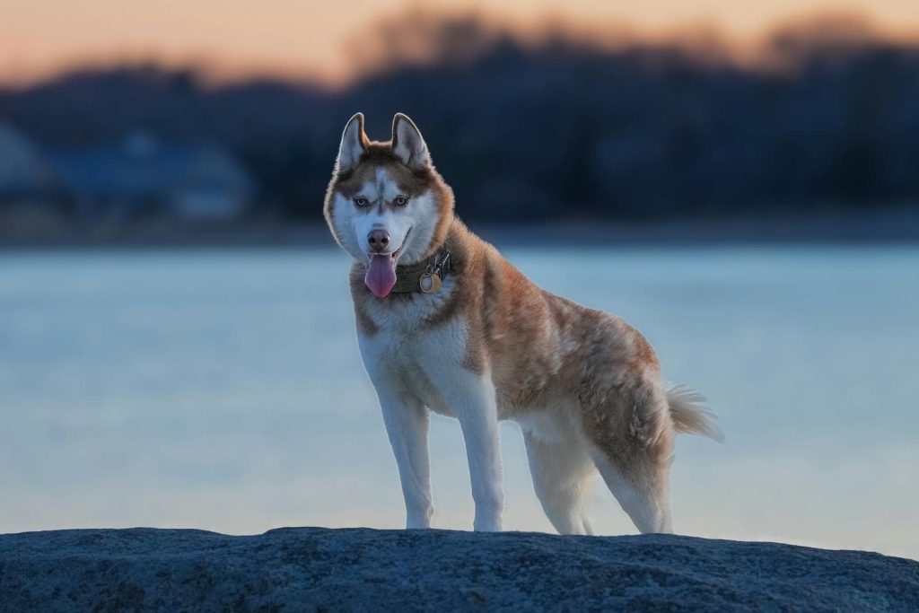 The most common challenges husky owners face and why this breed is so ...
