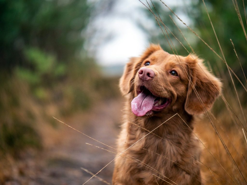 Quiet signs your dog is actually afraid