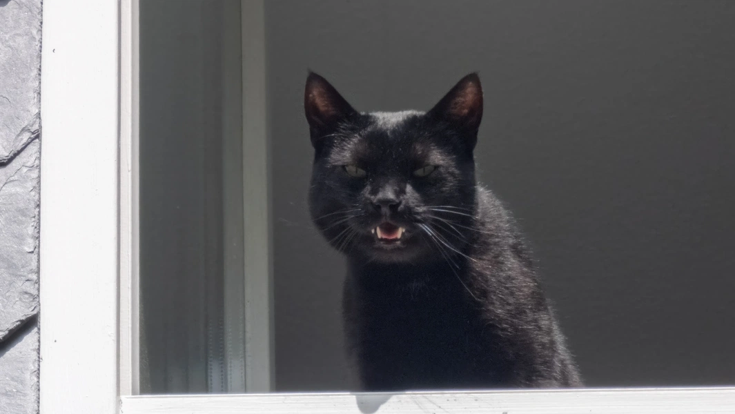 9 common human behaviors cats dislike