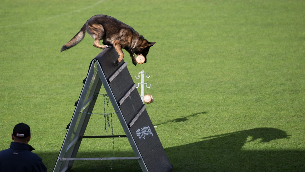 German shepherd intelligence, loyalty, and history