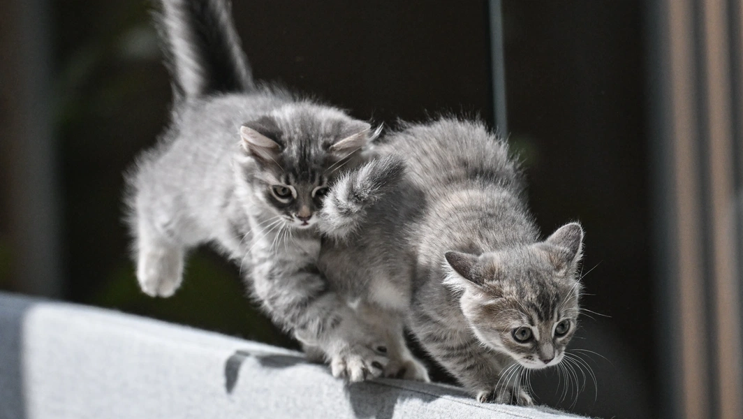 Why cats sometimes run sideways
