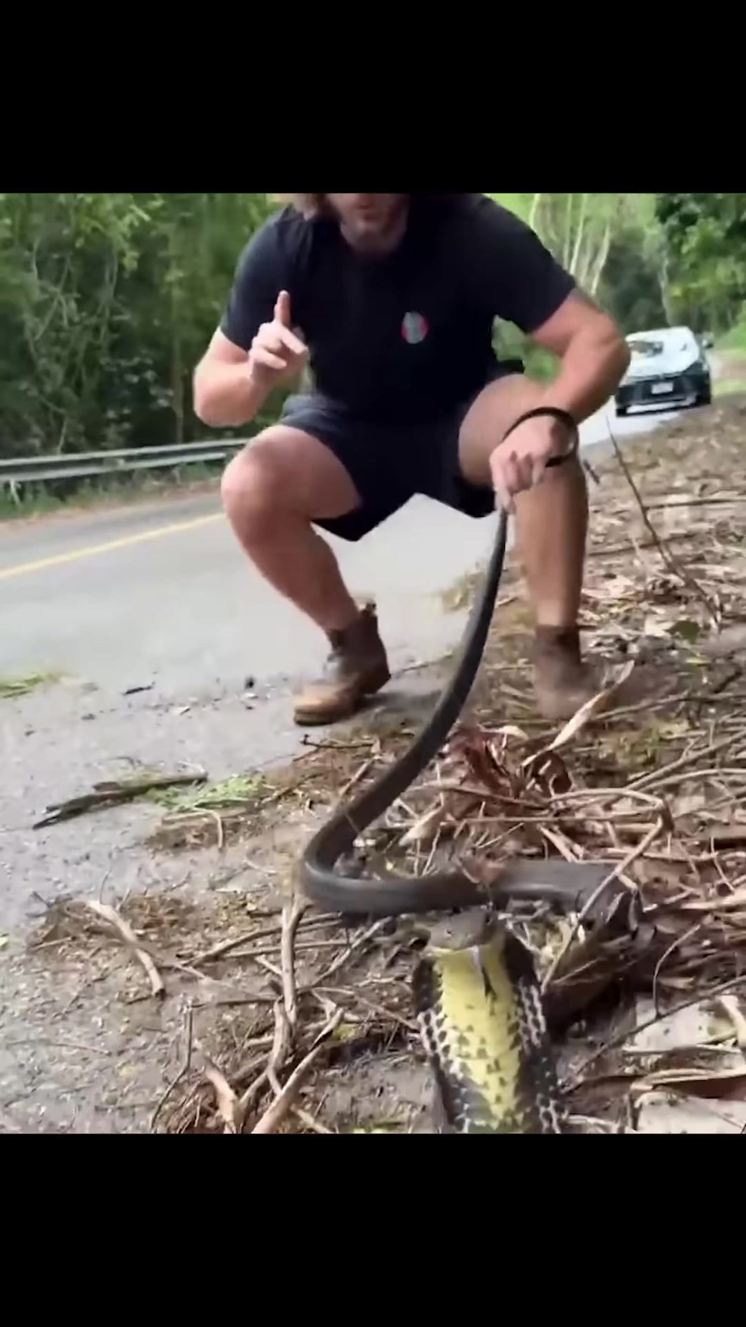 Observing a running cobra