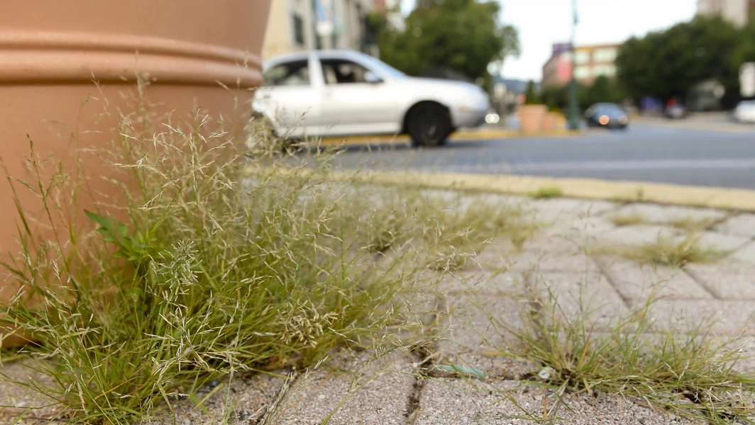 Weed control techniques for paved surfaces