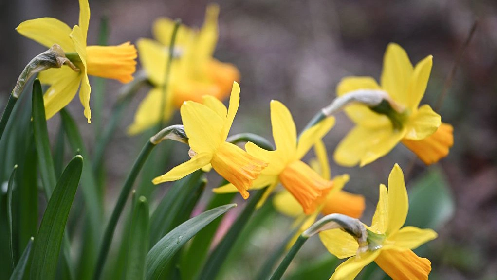 18 plants for a thriving cottage garden