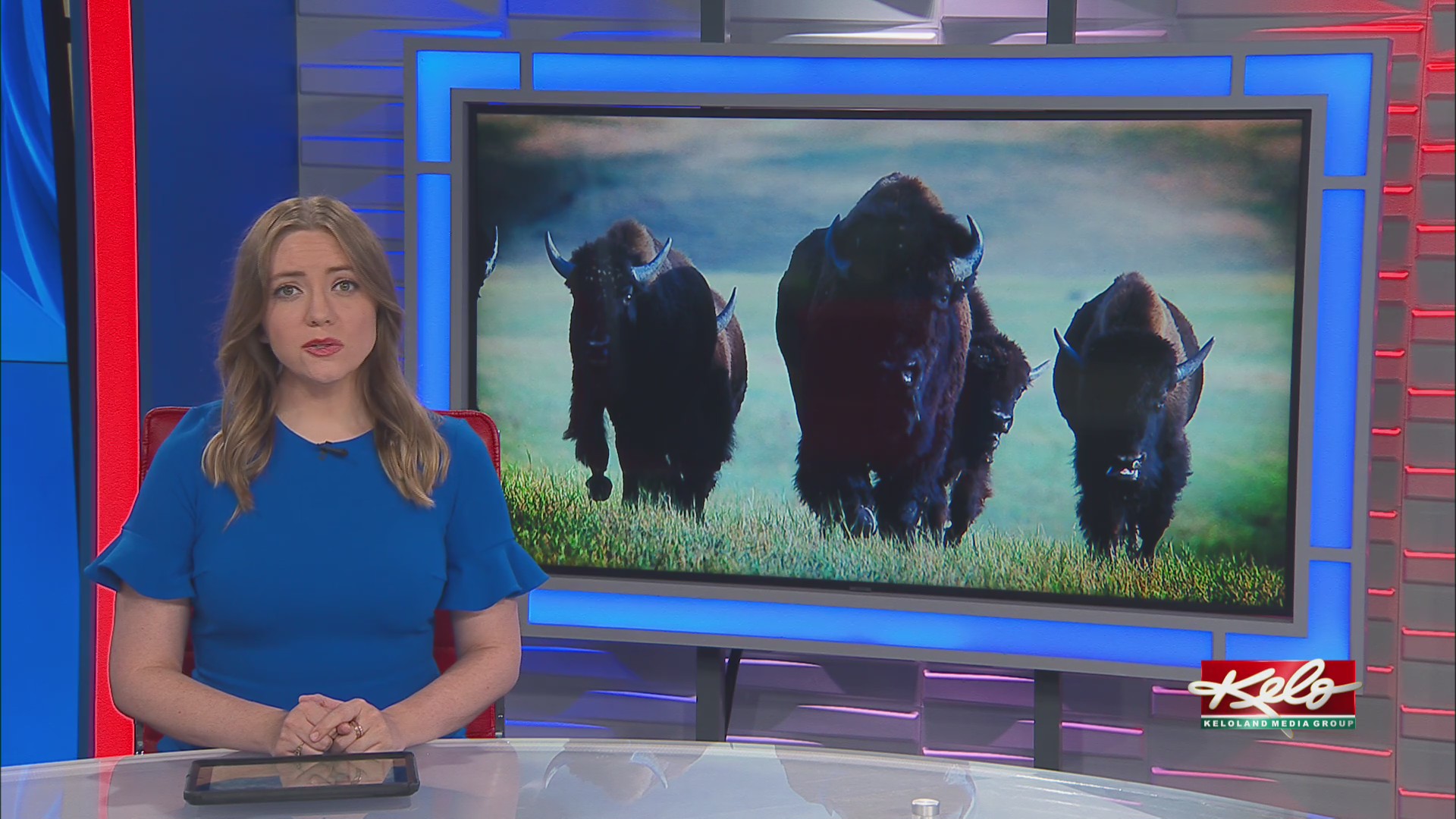 Rosebud Sioux Tribe: “It’s our duty” as bison enters care