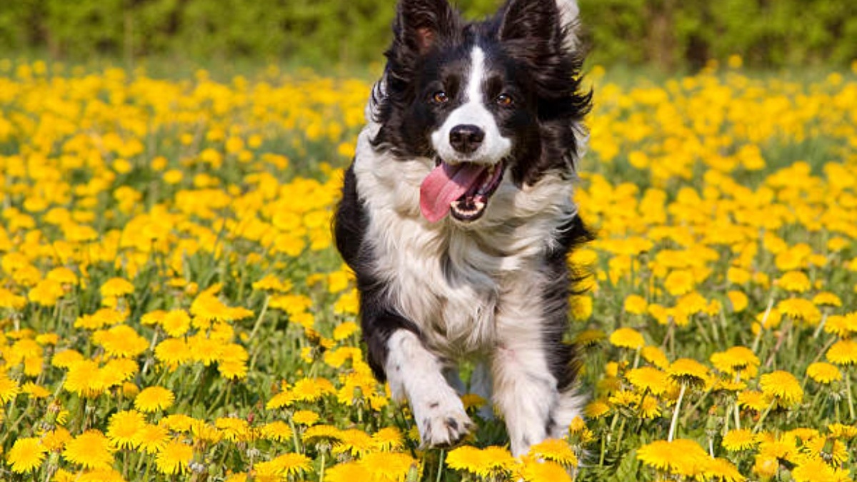 Dog breeds that surprisingly match celebrity personality types ...