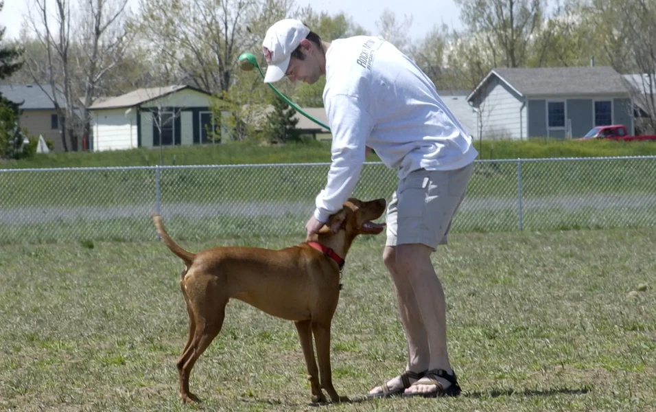 Train your dog to love coming back