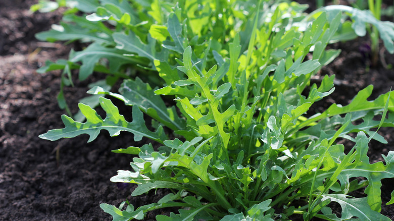 13 fastest growing vegetables you should add to your garden