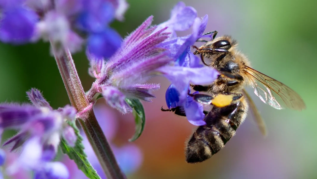 10 compact flowers for colorful small gardens