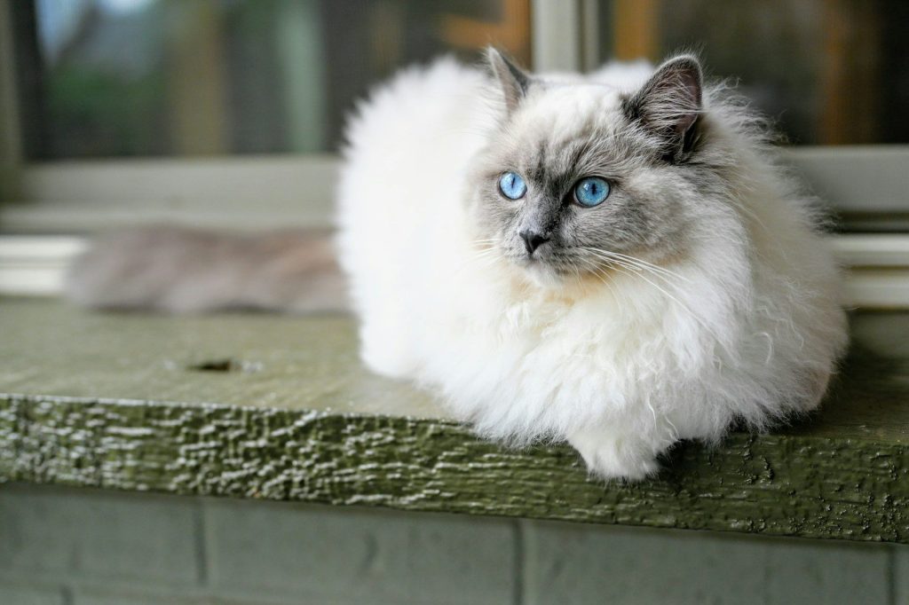 Cat breeds that prefer peaceful and quiet home environments
