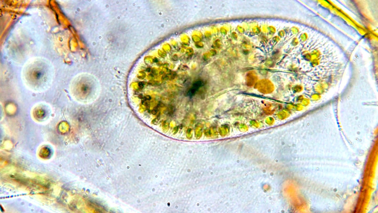 Did we already find life on Mars and kill it while looking for it?
