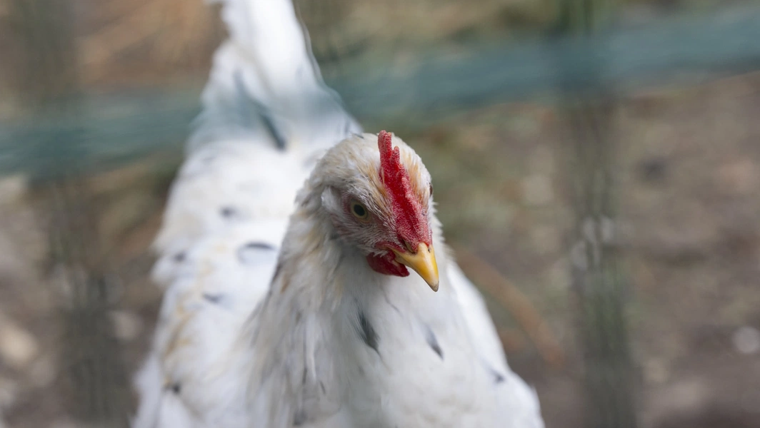 Backyard chicken coop ideas for happy hens