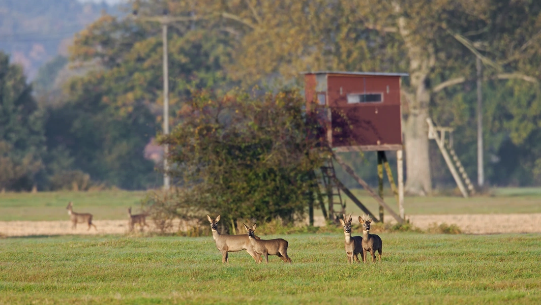 11 common deer hunting mistakes to avoid