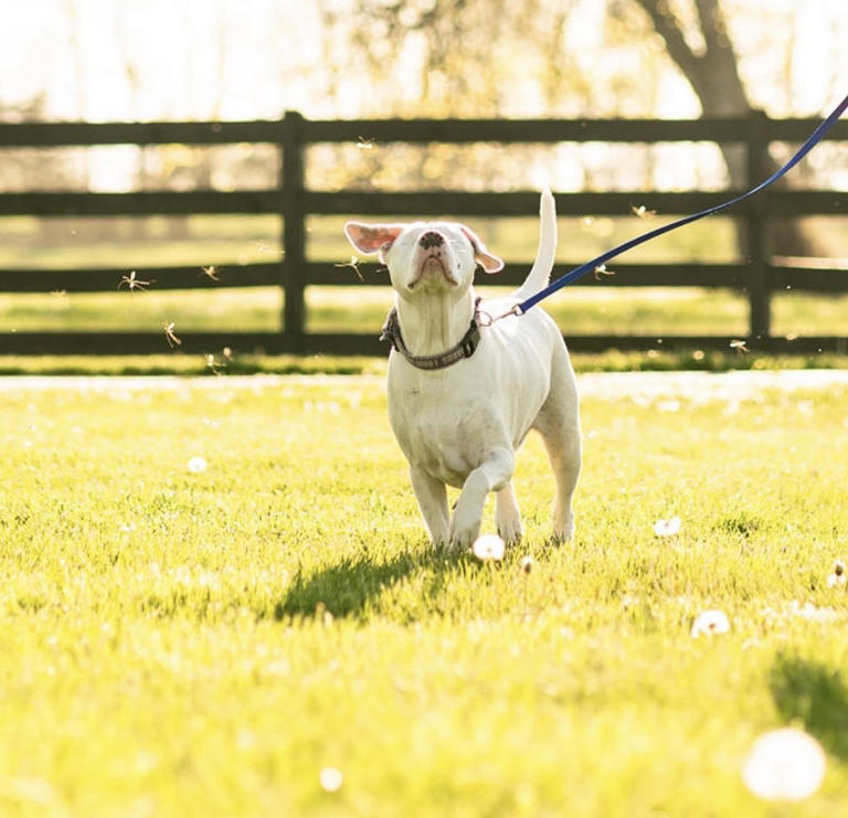 Adopted blind pit bull inspires kids in moving Tennessee rescue story