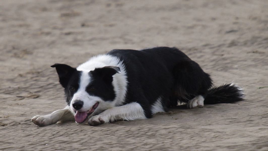 10 smartest dog breeds and their unique skills