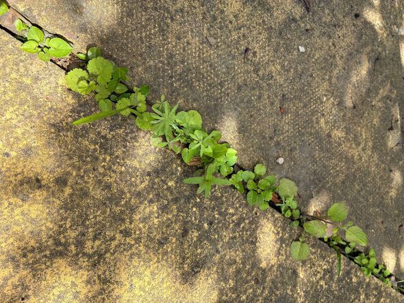 I stop weeds growing on my patio with 2 kitchen items everyone has ...