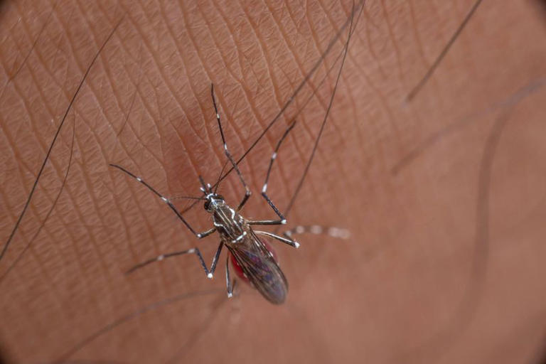 Natural insect repellent scent that midges and mosquitoes naturally avoid