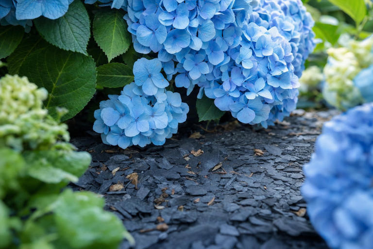 Hortensias bleus : l'ingrédient naturel à glisser à leur pied pour ...