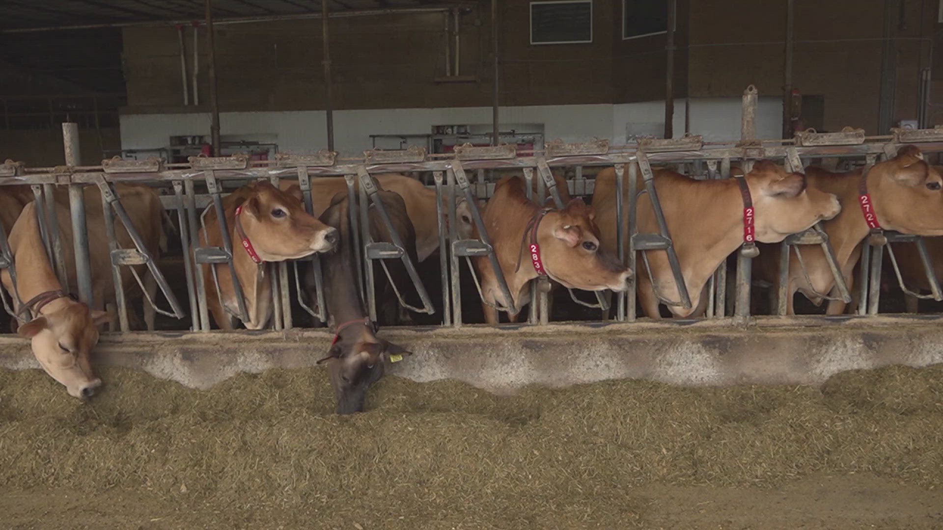 Midwest cattle farmer keeping an eye on New World screwworm cases