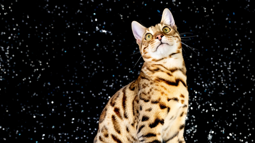 6 rare and expensive cat breeds